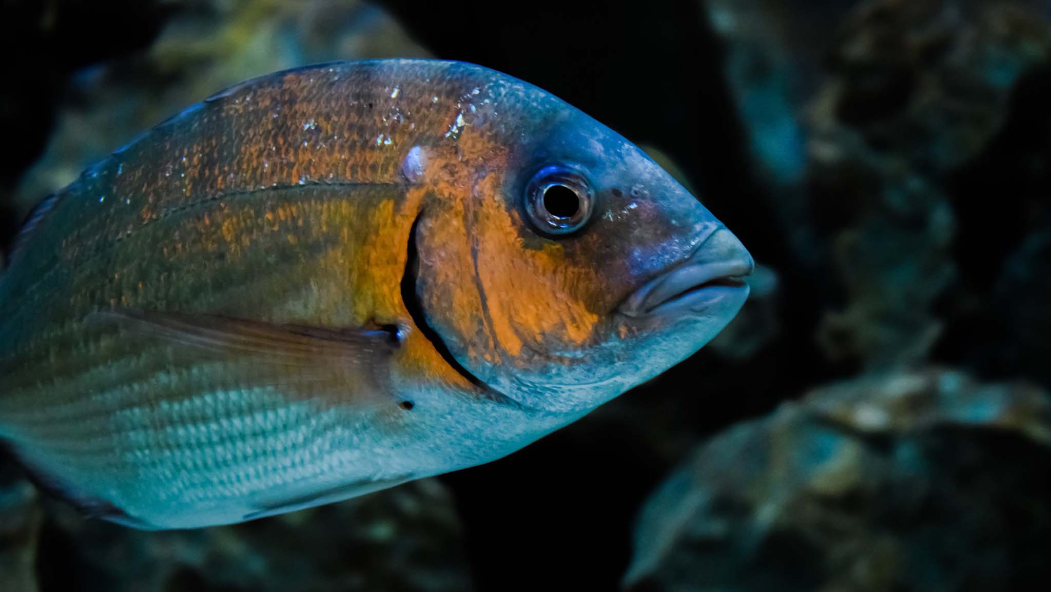 Bio Ecological Features Update On Eleven Rare Cartilaginous Fish In The Bio Ecological Features Update On Eleven Rare Cartilaginous Fish In The